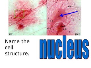 Four types of tissues: Epithelial tissue; Connective tissue; Muscle ...