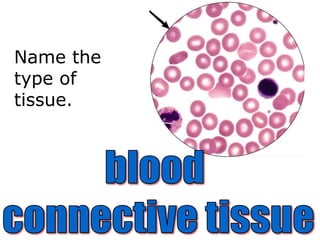 Four types of tissues: Epithelial tissue; Connective tissue; Muscle ...