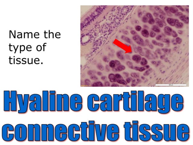 Four types of tissues: Epithelial tissue; Connective tissue; Muscle ...