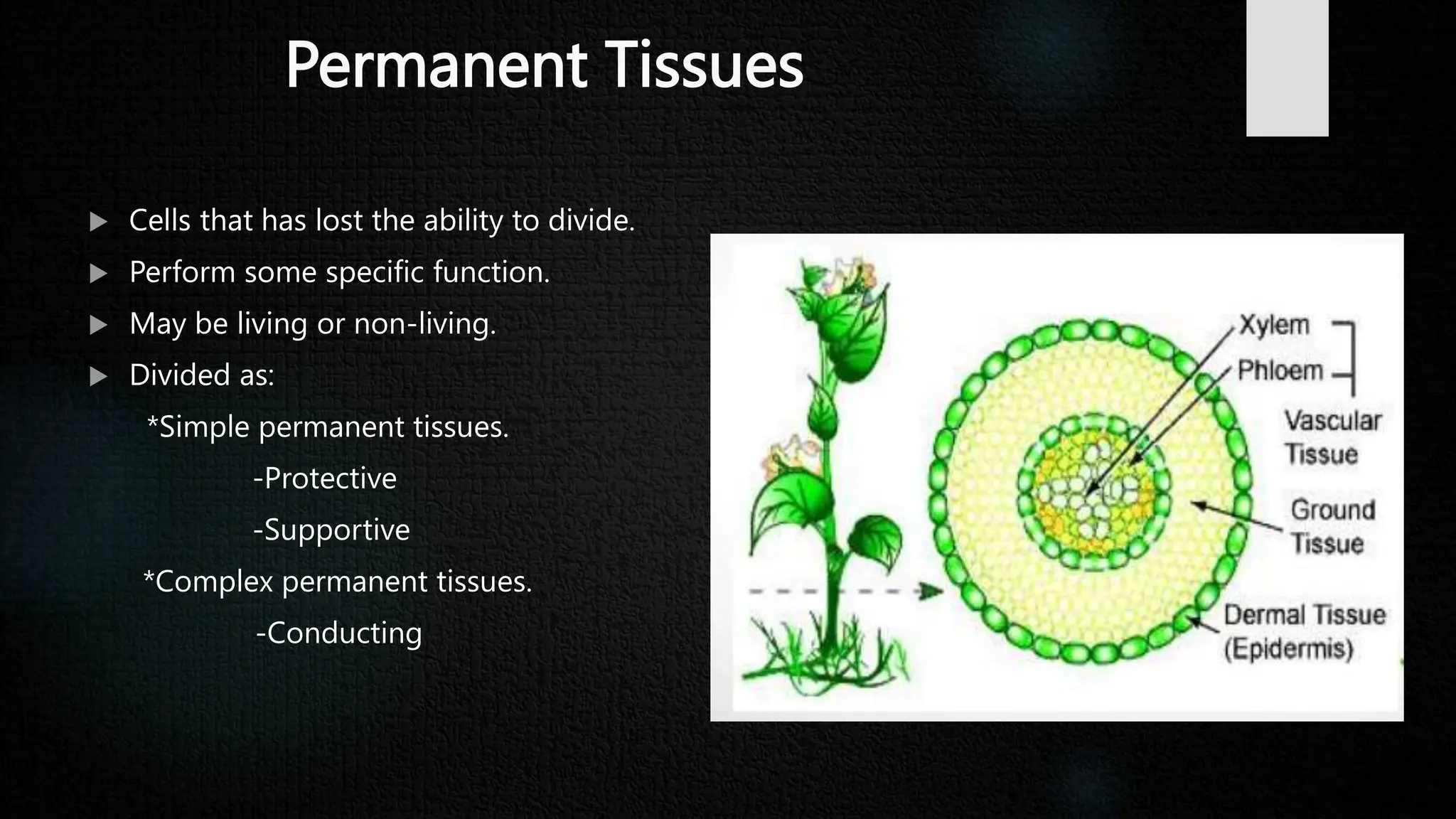 Tissues (1).pptx FOR CLASS 8 AND 9 FOR ICSE | PPTX