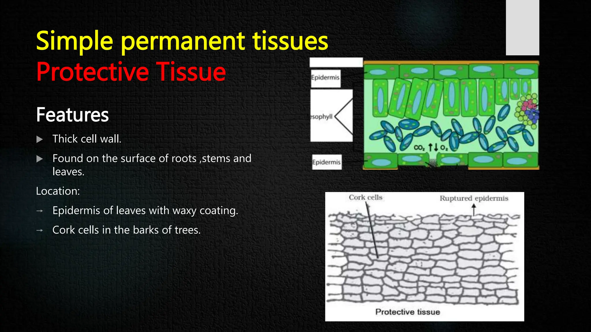 Tissues (1).pptx FOR CLASS 8 AND 9 FOR ICSE | PPTX