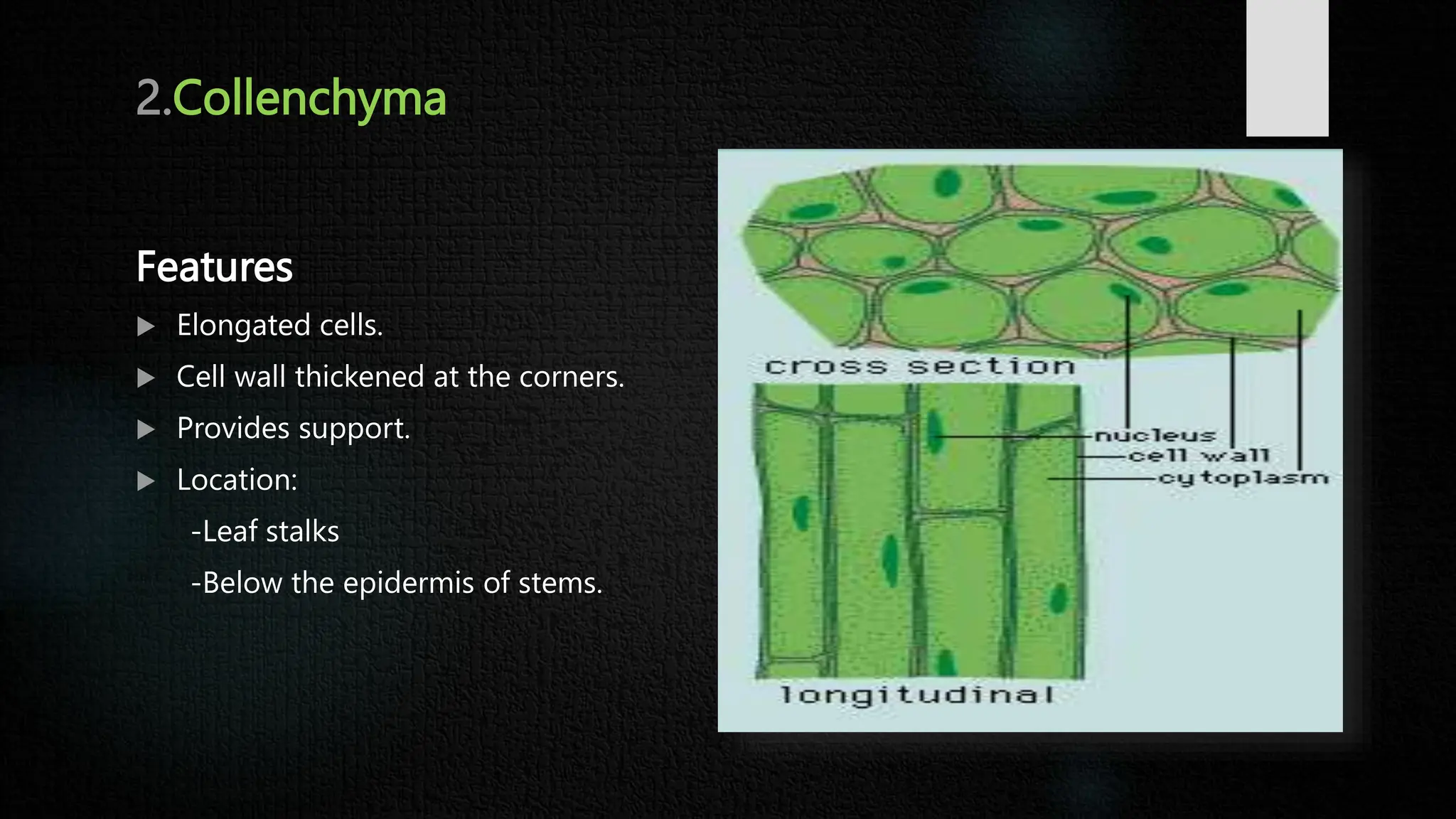 Tissues (1).pptx FOR CLASS 8 AND 9 FOR ICSE | PPTX