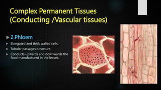 Tissues (1).pptx FOR CLASS 8 AND 9 FOR ICSE | PPTX