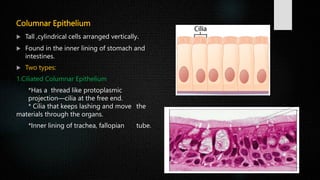Tissues (1).pptx FOR CLASS 8 AND 9 FOR ICSE | PPTX
