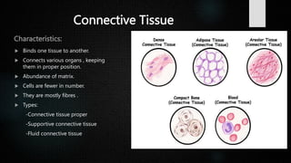 Tissues (1).pptx FOR CLASS 8 AND 9 FOR ICSE | PPTX