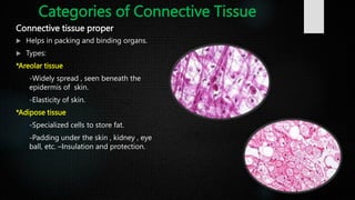 Tissues (1).pptx FOR CLASS 8 AND 9 FOR ICSE | PPTX