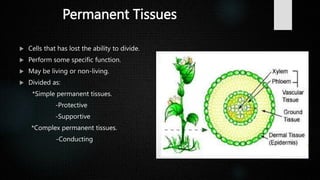 Tissues (1).pptx FOR CLASS 8 AND 9 FOR ICSE | PPTX
