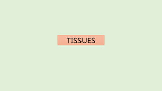 Tissues (1) (1).pptx .pdf (contemporary biology)) | PPT