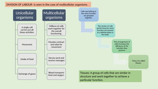 Tissues (1) (1).pptx .pdf (contemporary biology)) | PPT