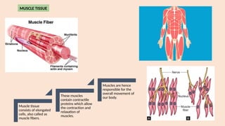 Tissues (1) (1).pptx .pdf (contemporary biology)) | PPTX