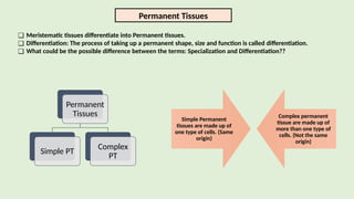 Tissues (1) (1).pptx .pdf (contemporary biology)) | PPTX