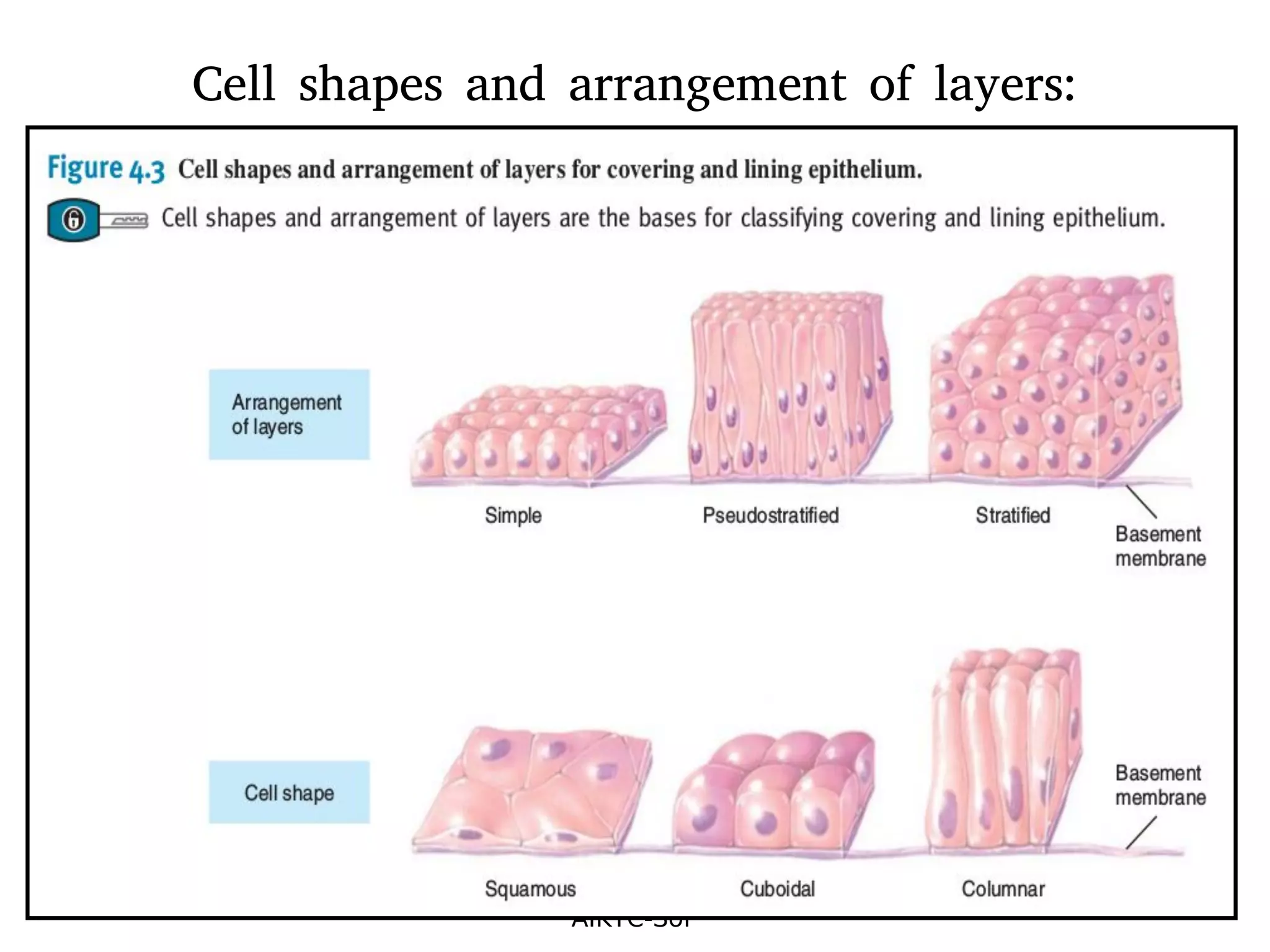 1. Brief Introduction & organization of human body | PDF