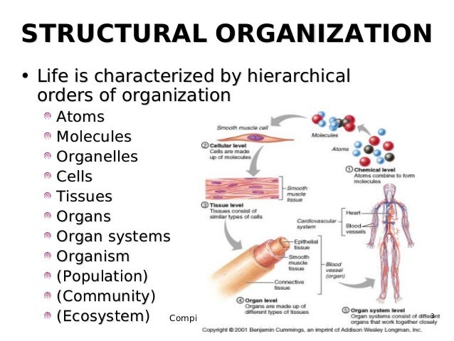 Anatomical Hierarchy