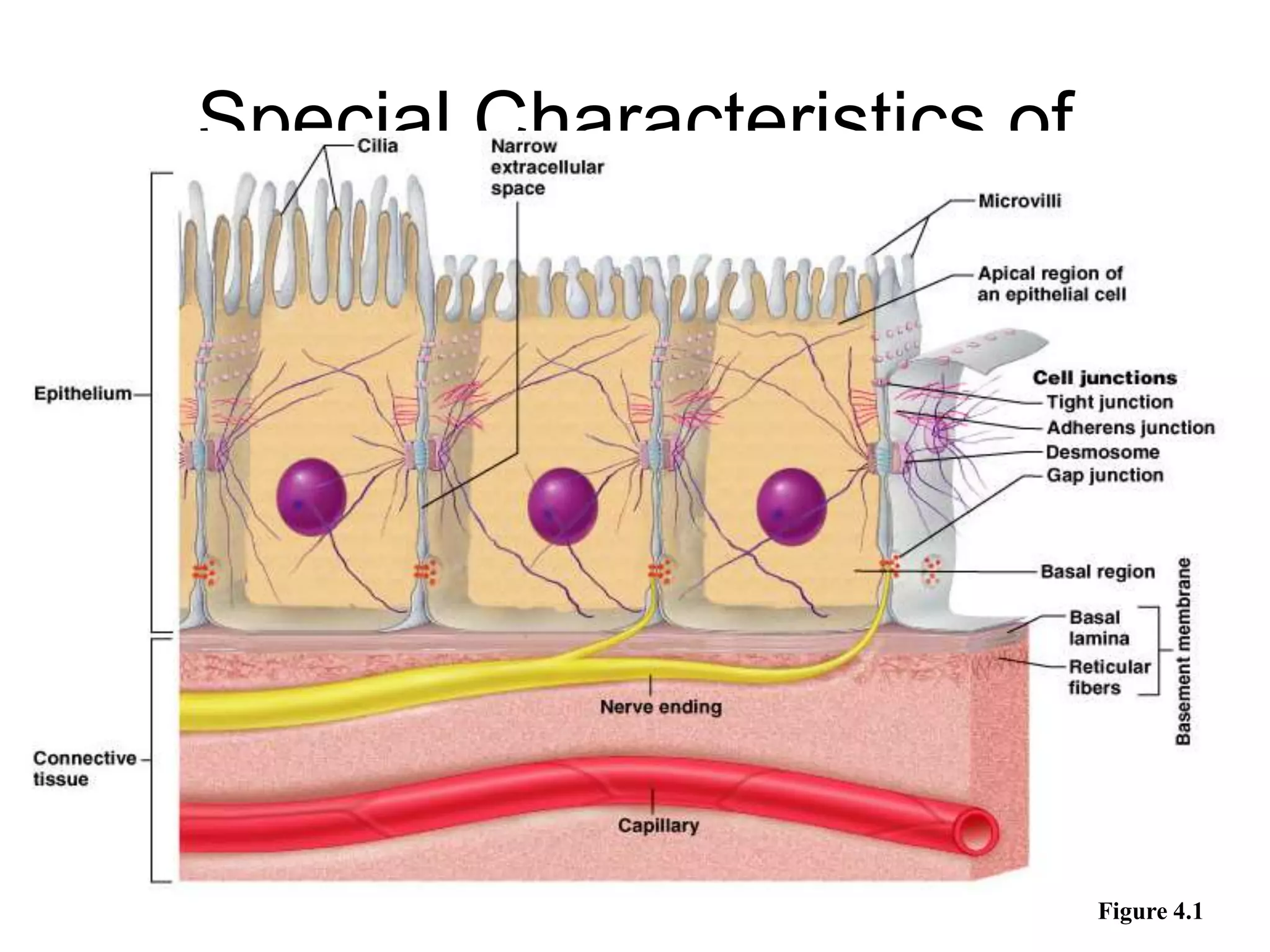 tissues and histology-1.pptx