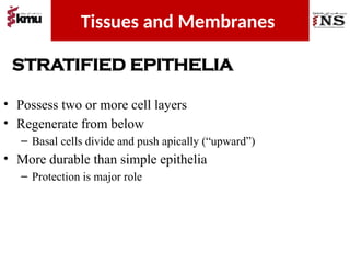 TISSUES AND MEMBRANES.power point presentation | PPTX