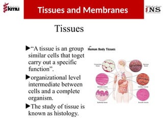TISSUES AND MEMBRANES.power point presentation | PPTX