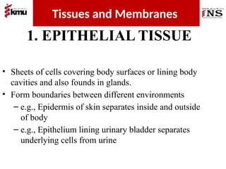 TISSUES AND MEMBRANES.power point presentation | PPTX