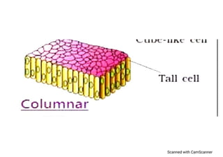 Tissues and their classification | PDF