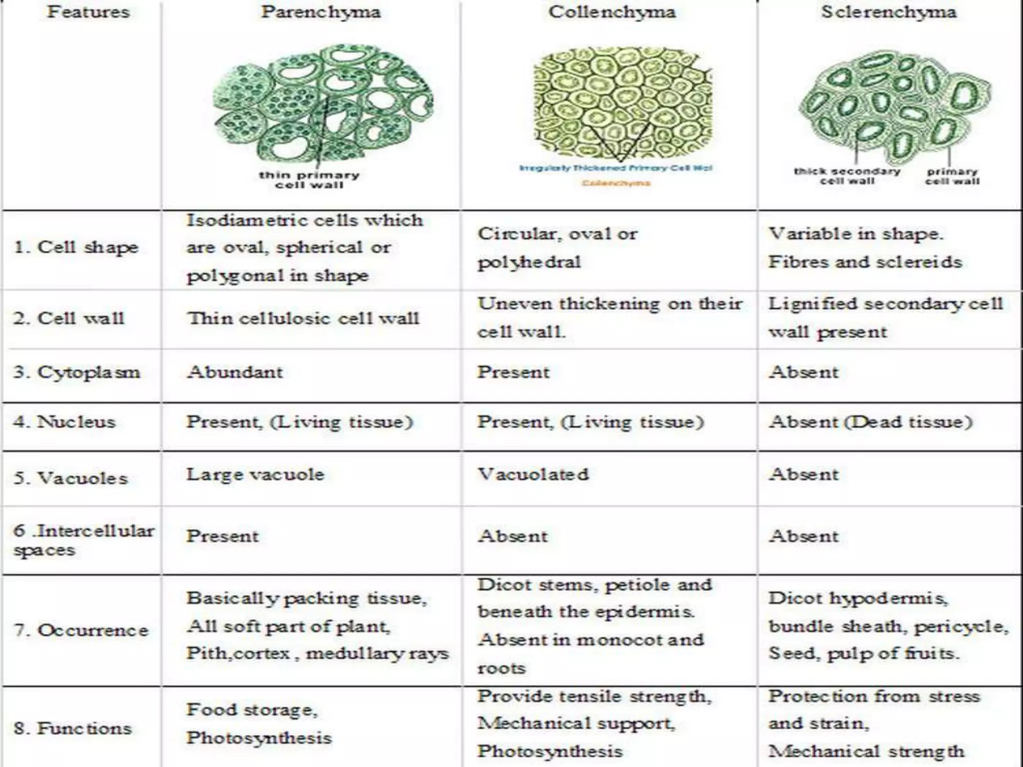 Tissues and types of plant tissues | PPTX
