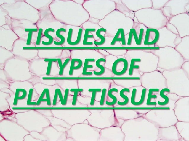 Tissues and types of plant tissues | PPTX | Gardening | Home & Garden