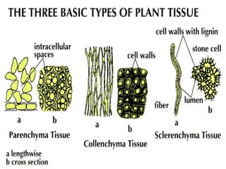 Tissues and types of plant tissues | PPTX