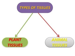 Tissues and types of plant tissues | PPTX