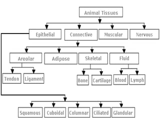 Tissues and types of plant tissues | PPTX