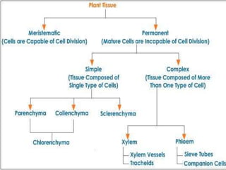 Tissues and types of plant tissues | PPTX
