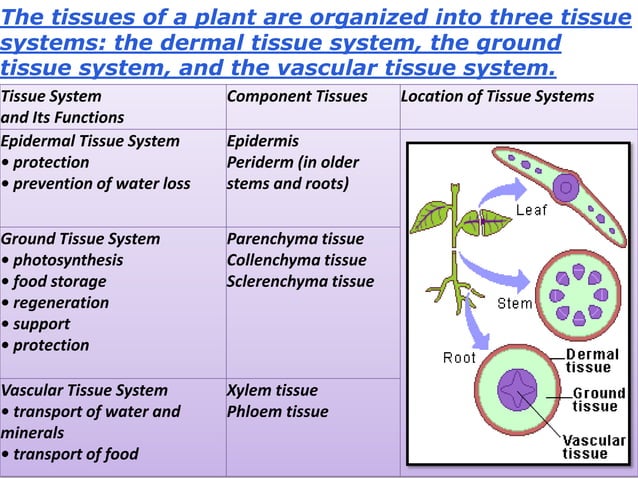 Tissues and types of plant tissues | PPTX | Gardening | Home & Garden