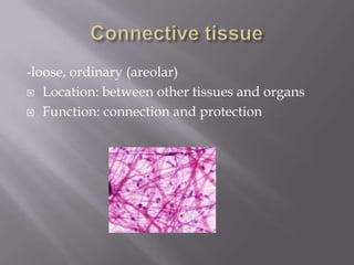 Tissues artifact | PPT