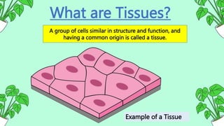 Tissues Biology.pptx