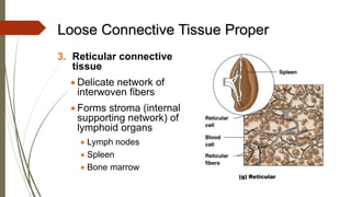 Tissues (connective tissue).pdf