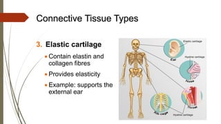 Tissues (connective tissue).pdf