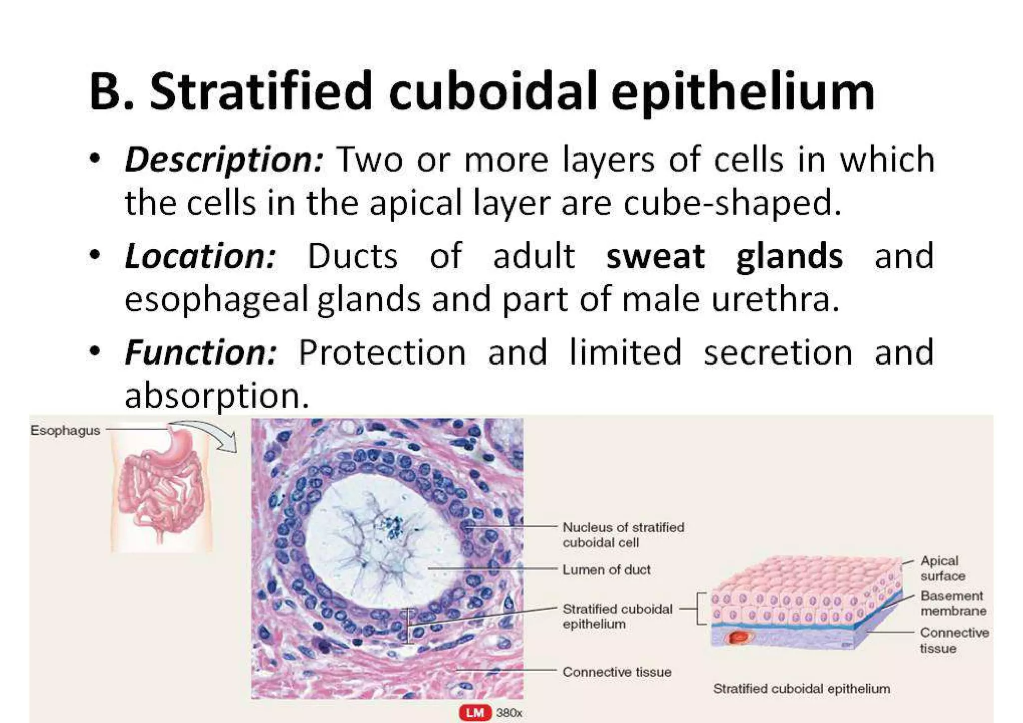 Tissues epi and con | PDF