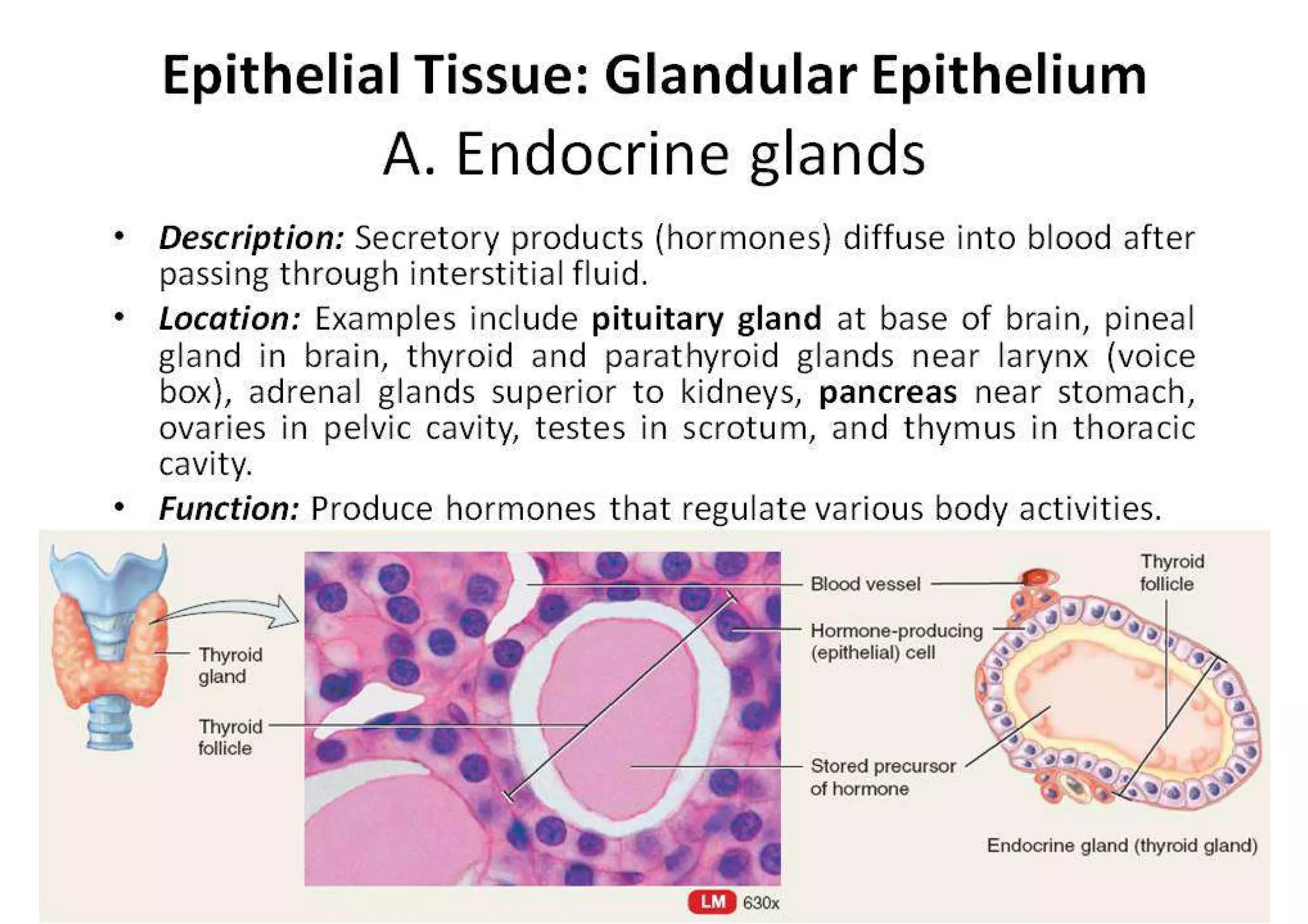 Tissues epi and con | PDF