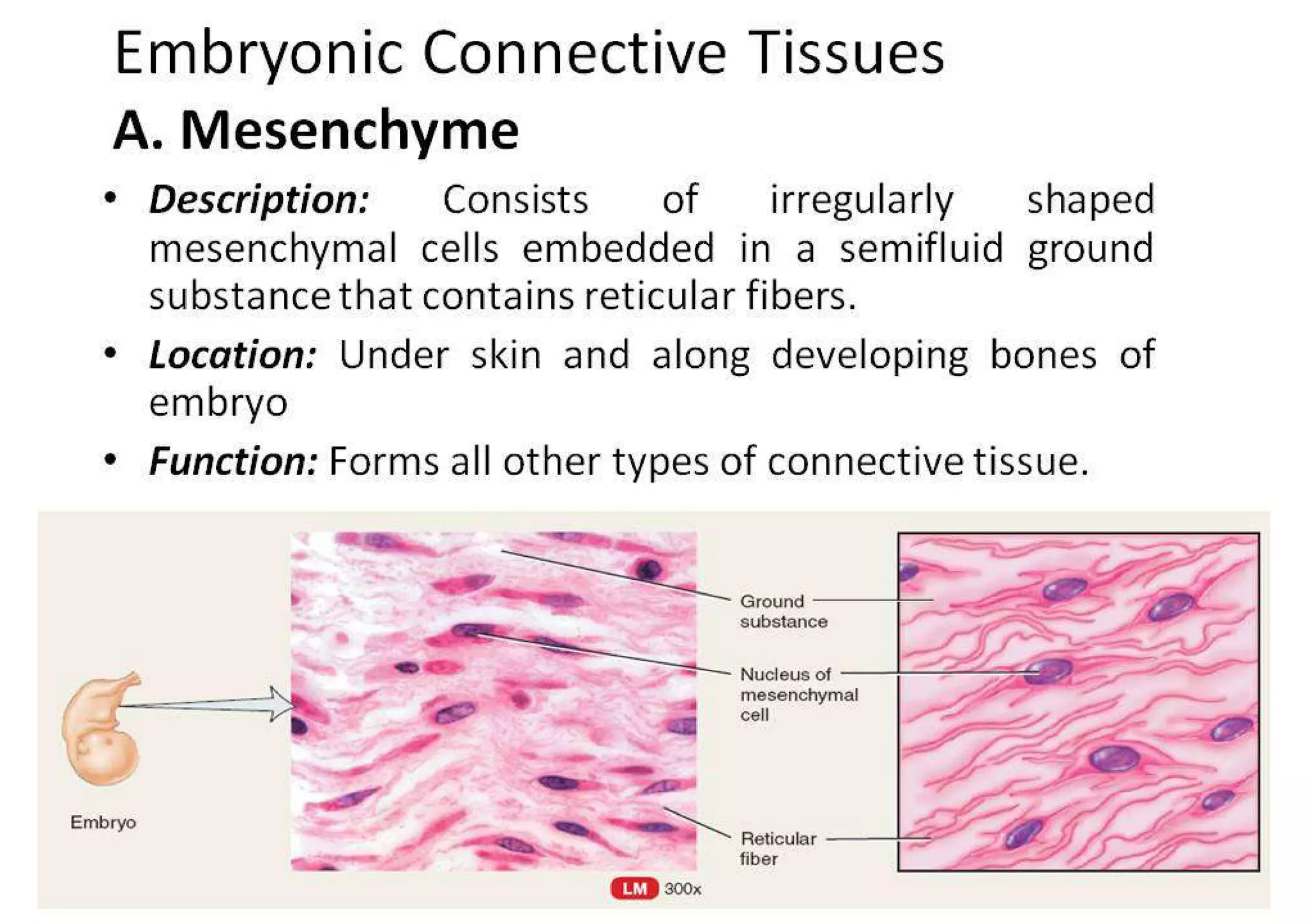 Tissues epi and con | PDF