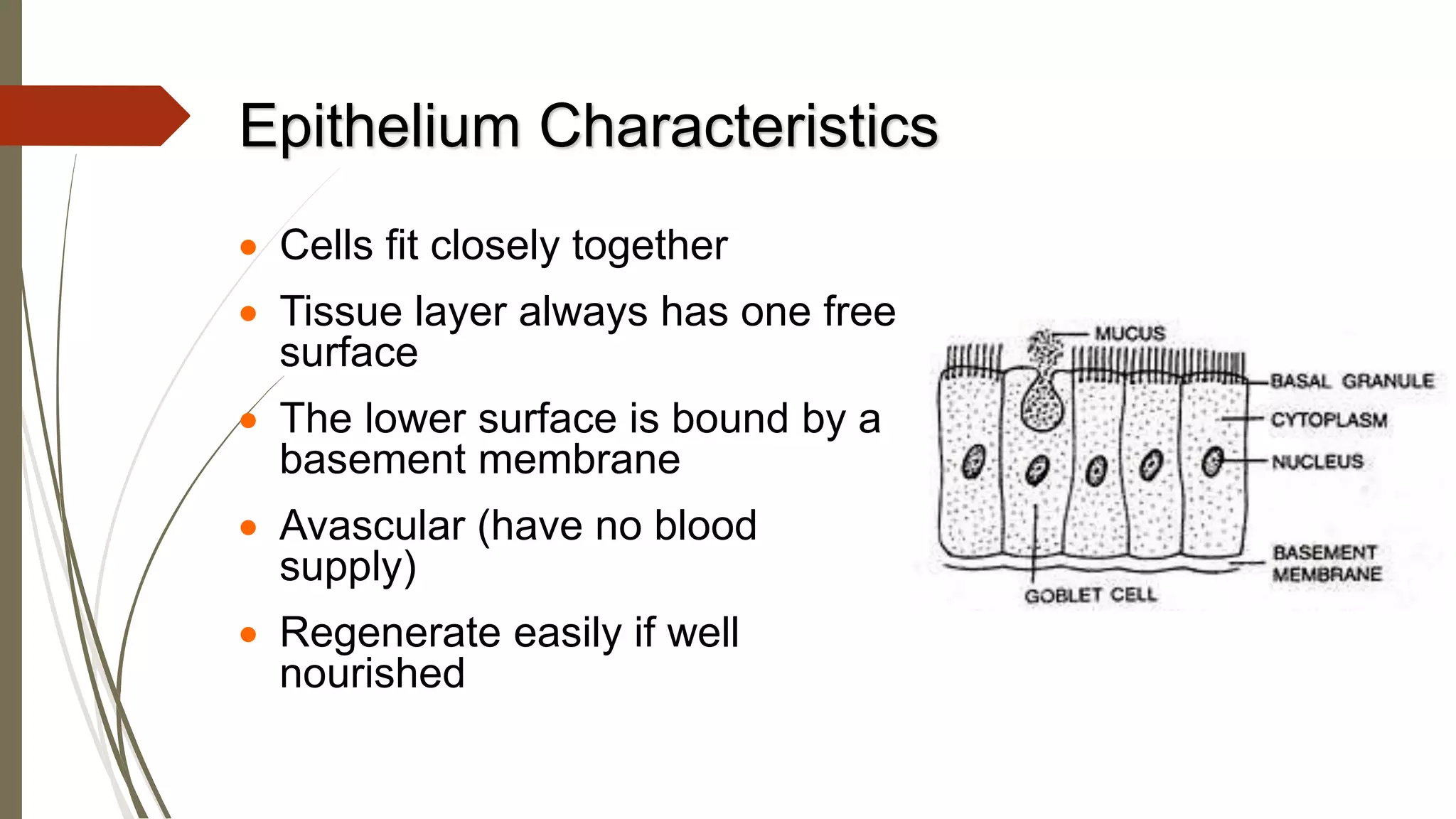 Tissues (epithelial tissue).pdf