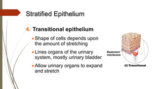 Tissues (epithelial tissue).pdf