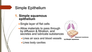 Tissues (epithelial tissue).pdf