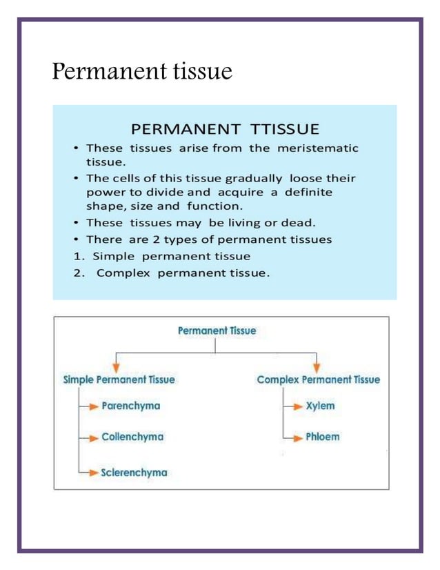 Tissues for 9 class | DOCX