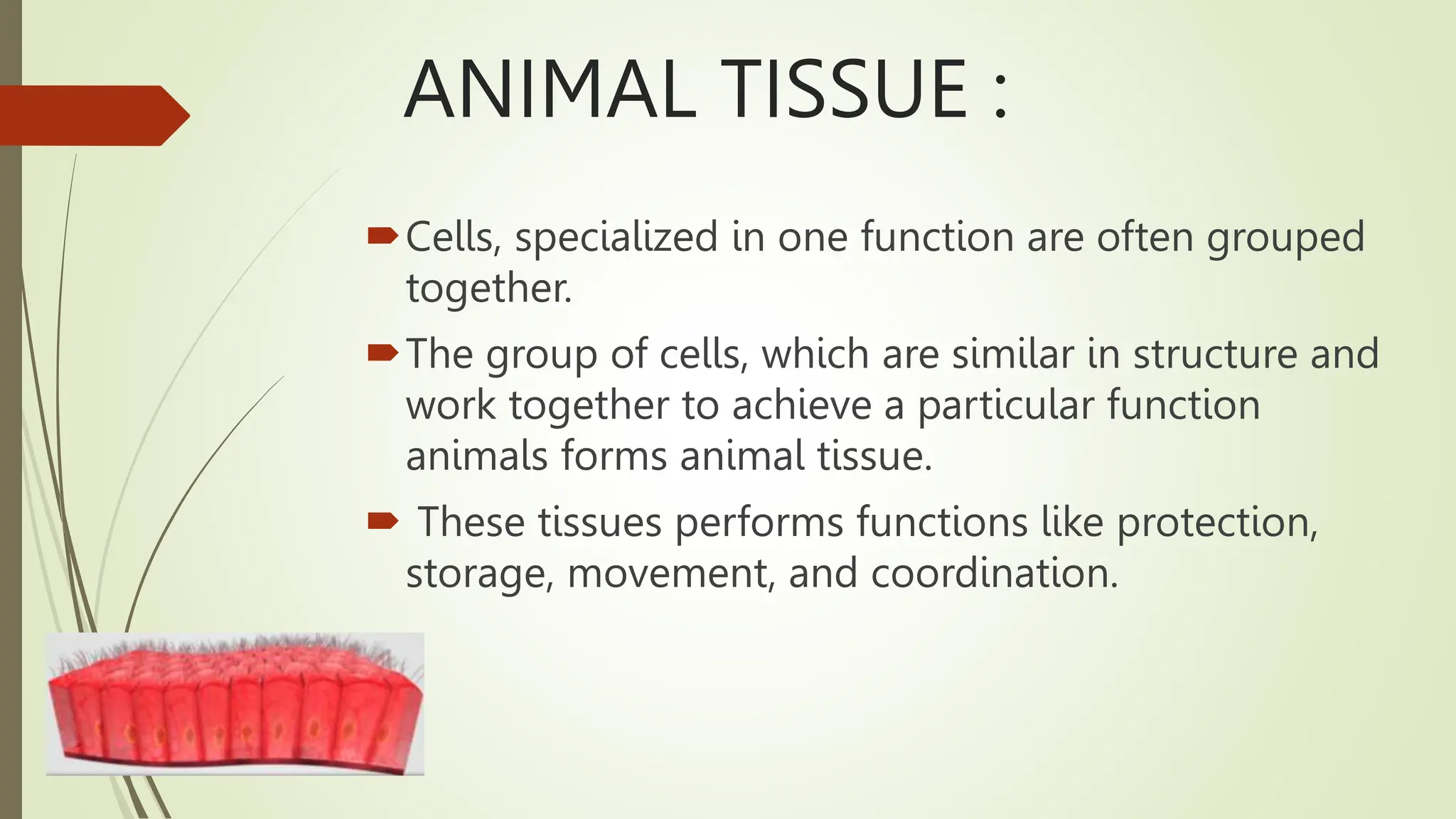 TISSUES IN ANIMALS botany project ug.pptx