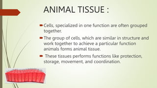 TISSUES IN ANIMALS botany project ug.pptx