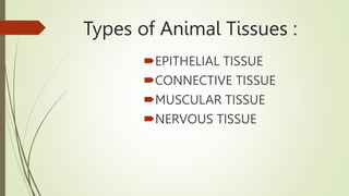 TISSUES IN ANIMALS botany project ug.pptx