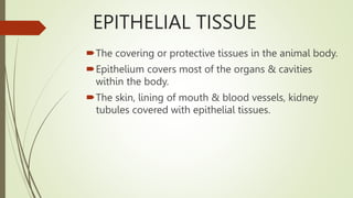 TISSUES IN ANIMALS botany project ug.pptx