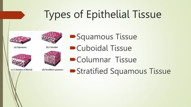 TISSUES IN ANIMALS botany project ug.pptx