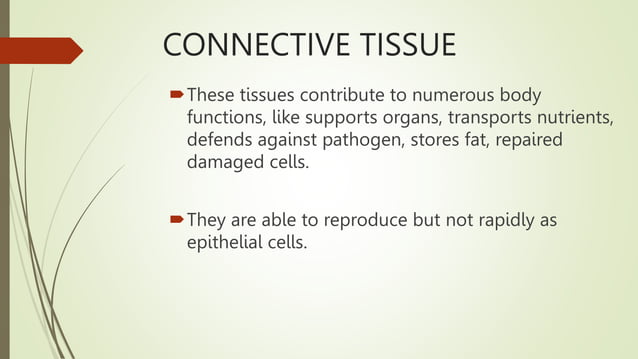 TISSUES IN ANIMALS botany project ug.pptx