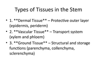 STUDY OF THE STEM TISSUE IN THE PLANT.pptx