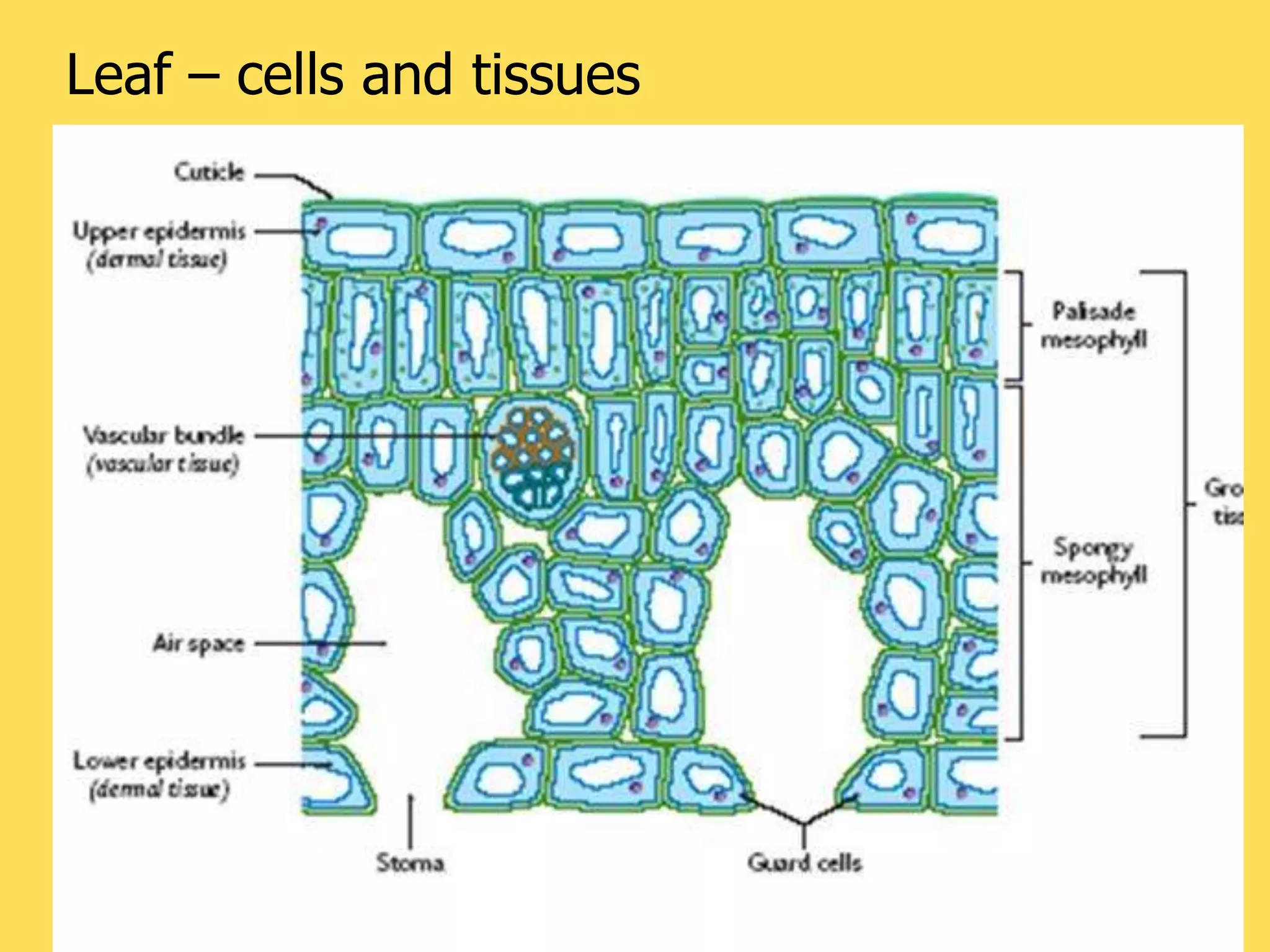 Tissues organs and systems in plants r1 | PPTX
