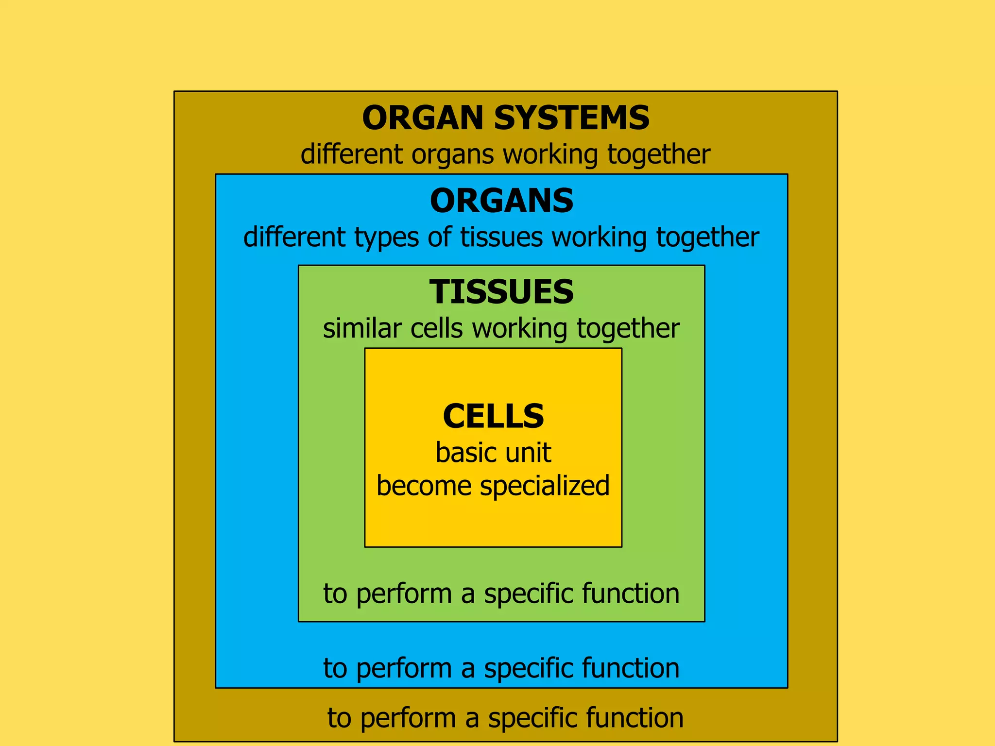 Tissues organs and systems in plants r1 | PPTX