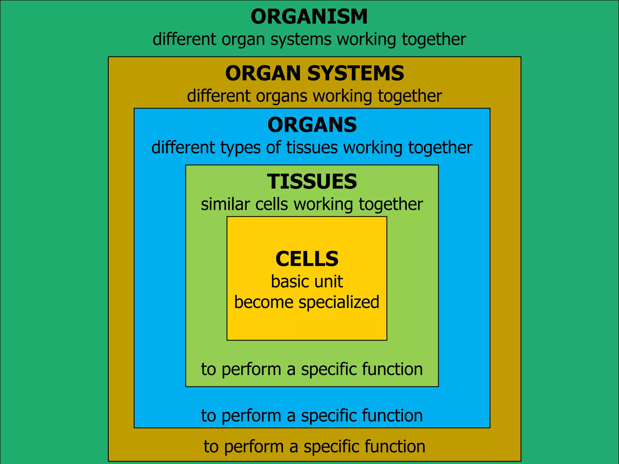 Tissues organs and systems in plants r1 | PPTX